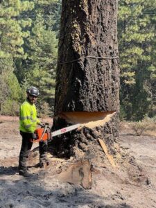 Green Tree Services - Northern Virginia Tree Care - Free estimates